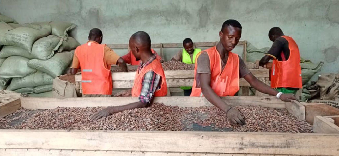 Best Cocoa Producer in Uganda Africa – Bundibugyo Improved Cocoa ...